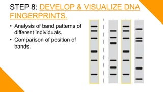 DNA Fingerprinting | PPTX | Genetics | Science