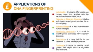 DNA Fingerprinting | PPTX | Genetics | Science