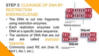 DNA Fingerprinting | PPTX