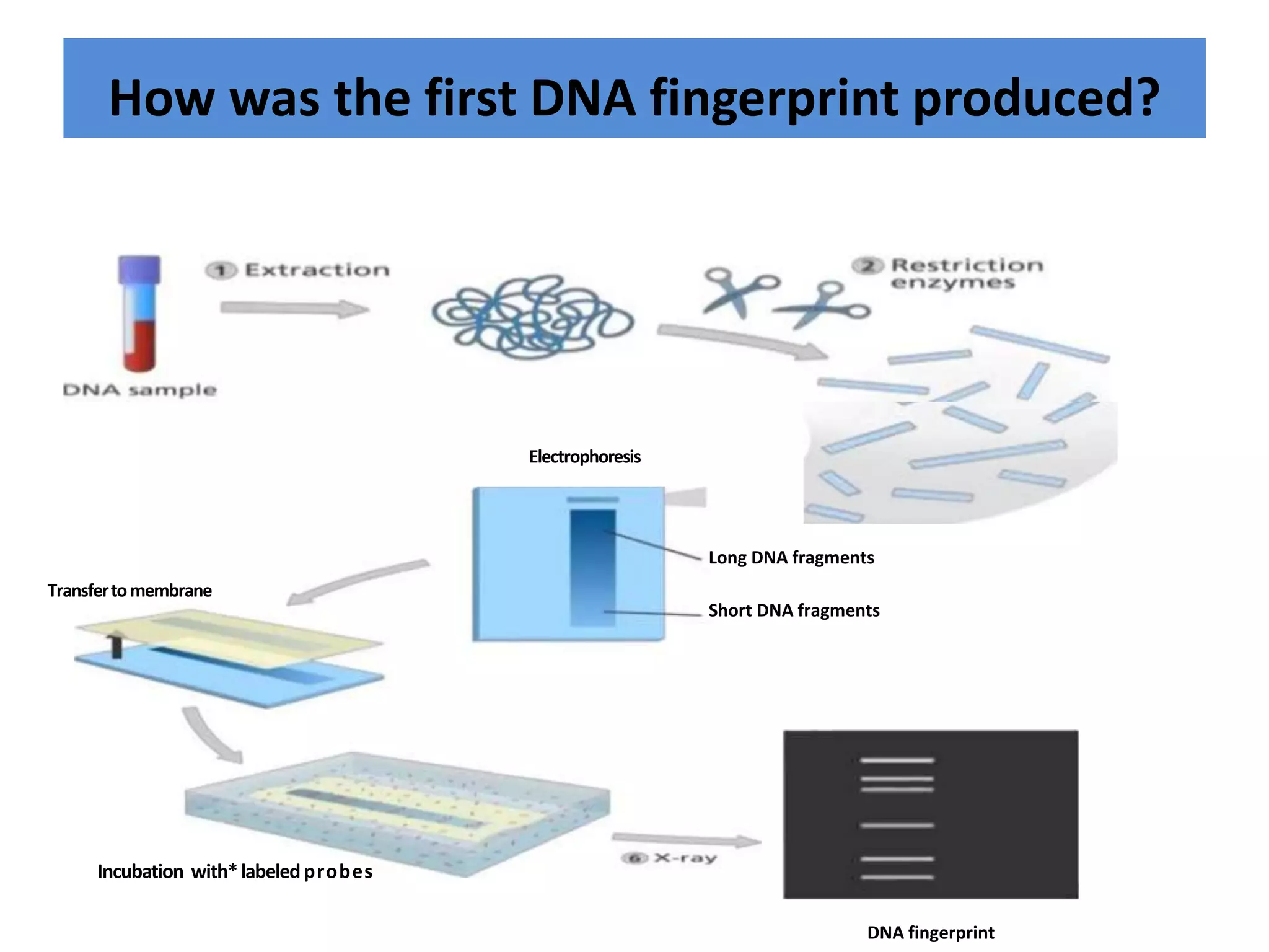 DNA Fingerprinting & its techniques by Shiv Kalia (M.Pharma in ...