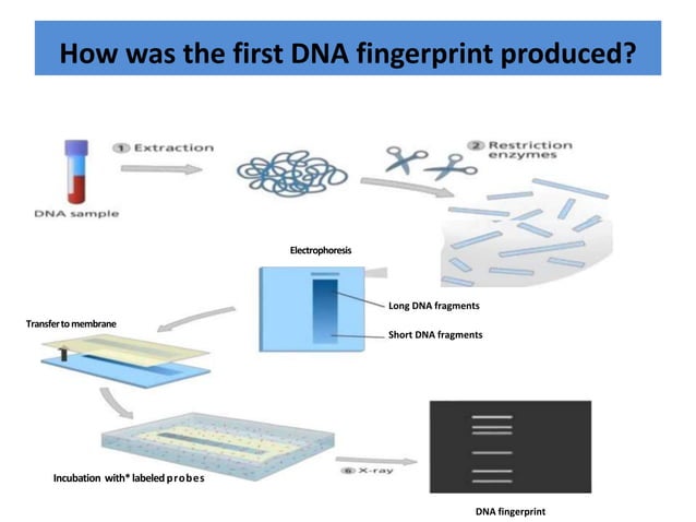DNA Fingerprinting & its techniques by Shiv Kalia (M.Pharma in ...