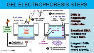 DNA Fingerprinting or DNA Profiling | PPT
