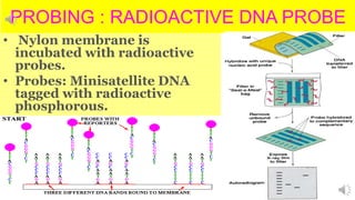 DNA Fingerprinting or DNA Profiling | PPT