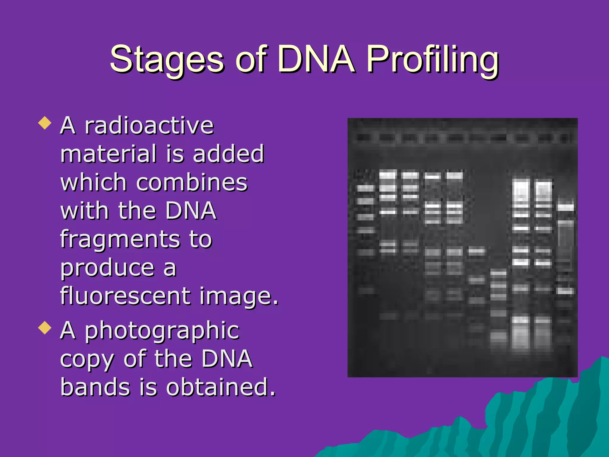 DNA Fingerprinting | PPT