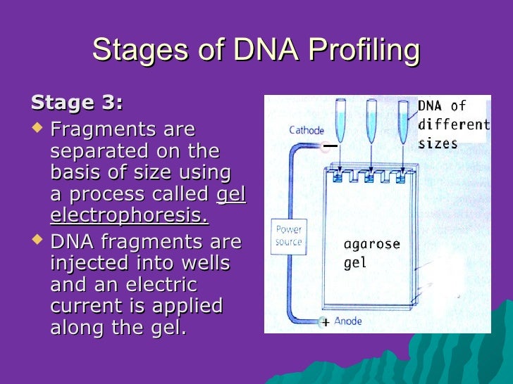 Dna Fingerprinting Process In Steps