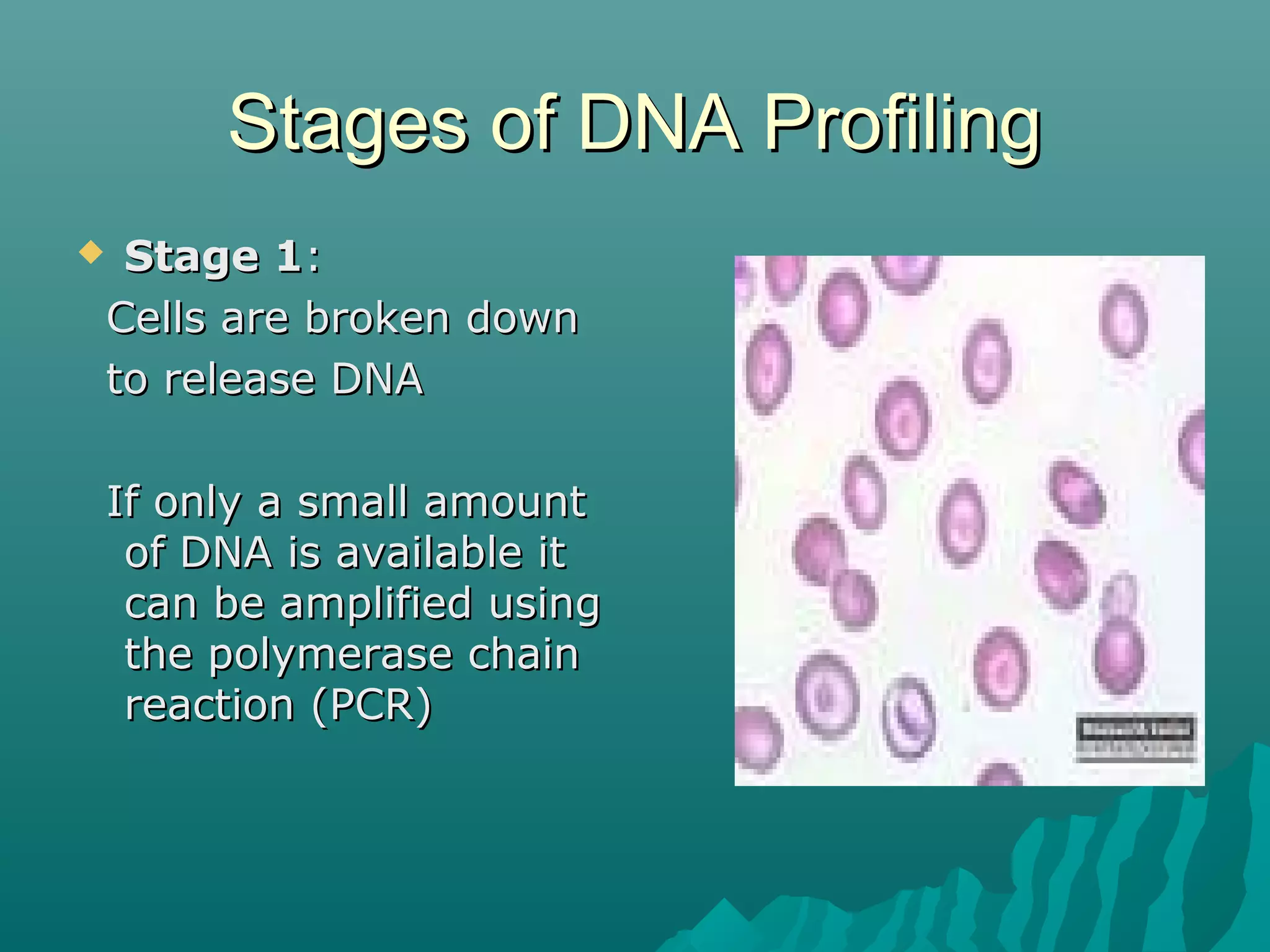 Dna fingerprinting powerpoint | PPT