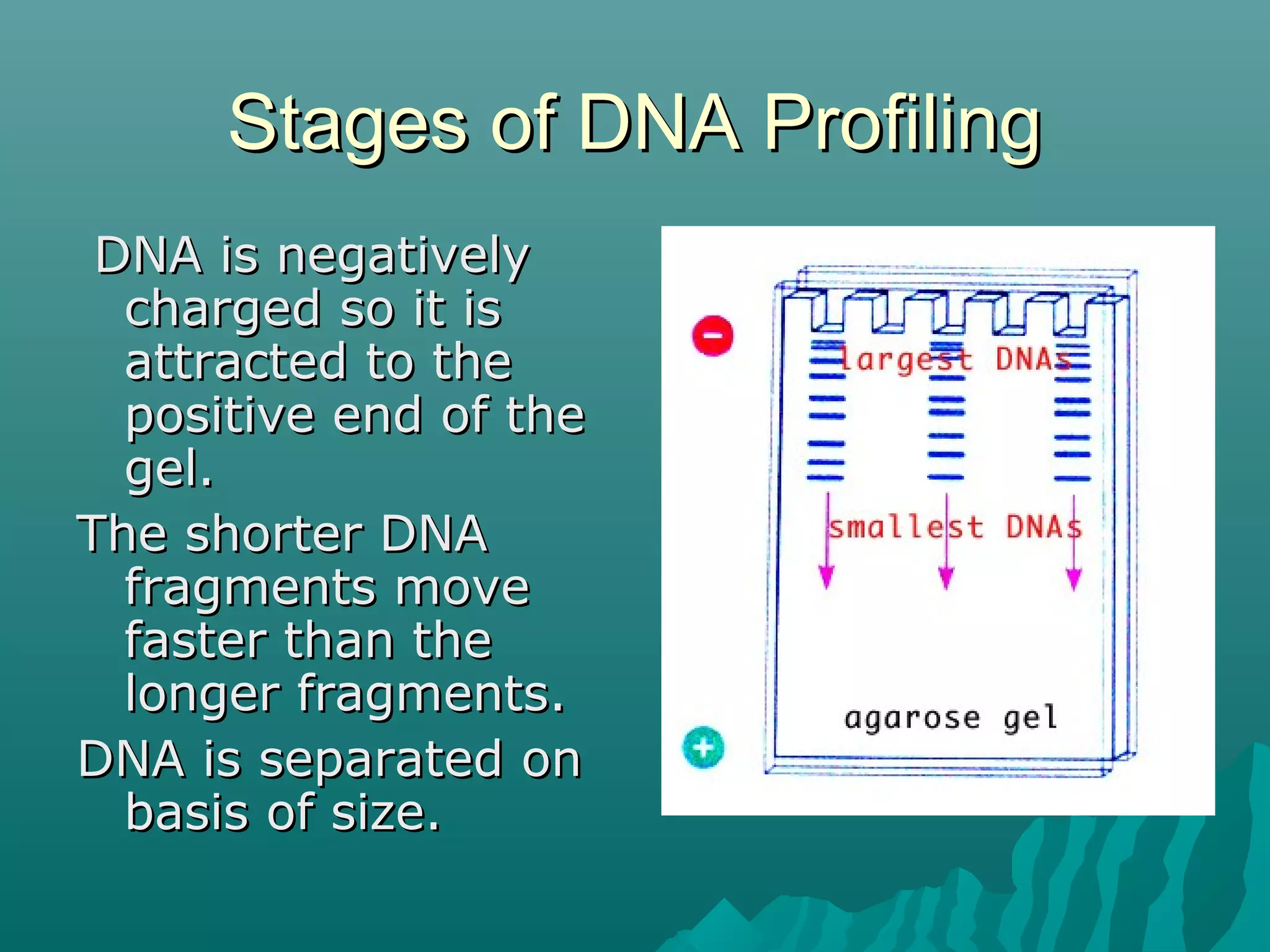 Dna fingerprinting powerpoint | PPT
