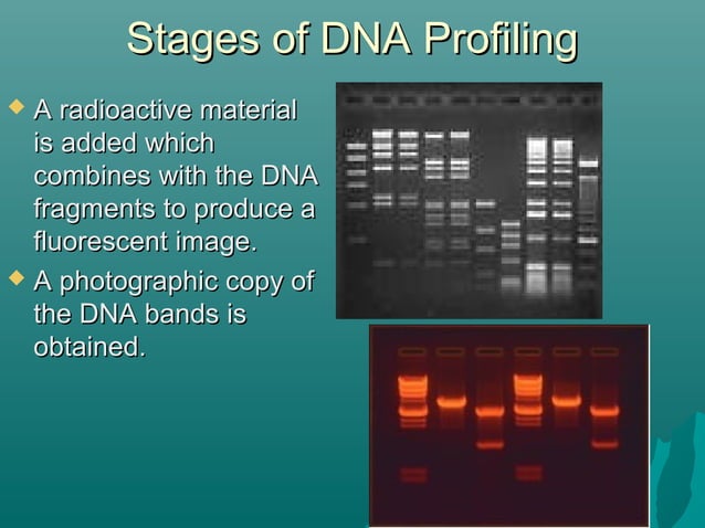 Dna fingerprinting powerpoint | PPT