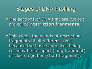 DNA finger printing | PPT