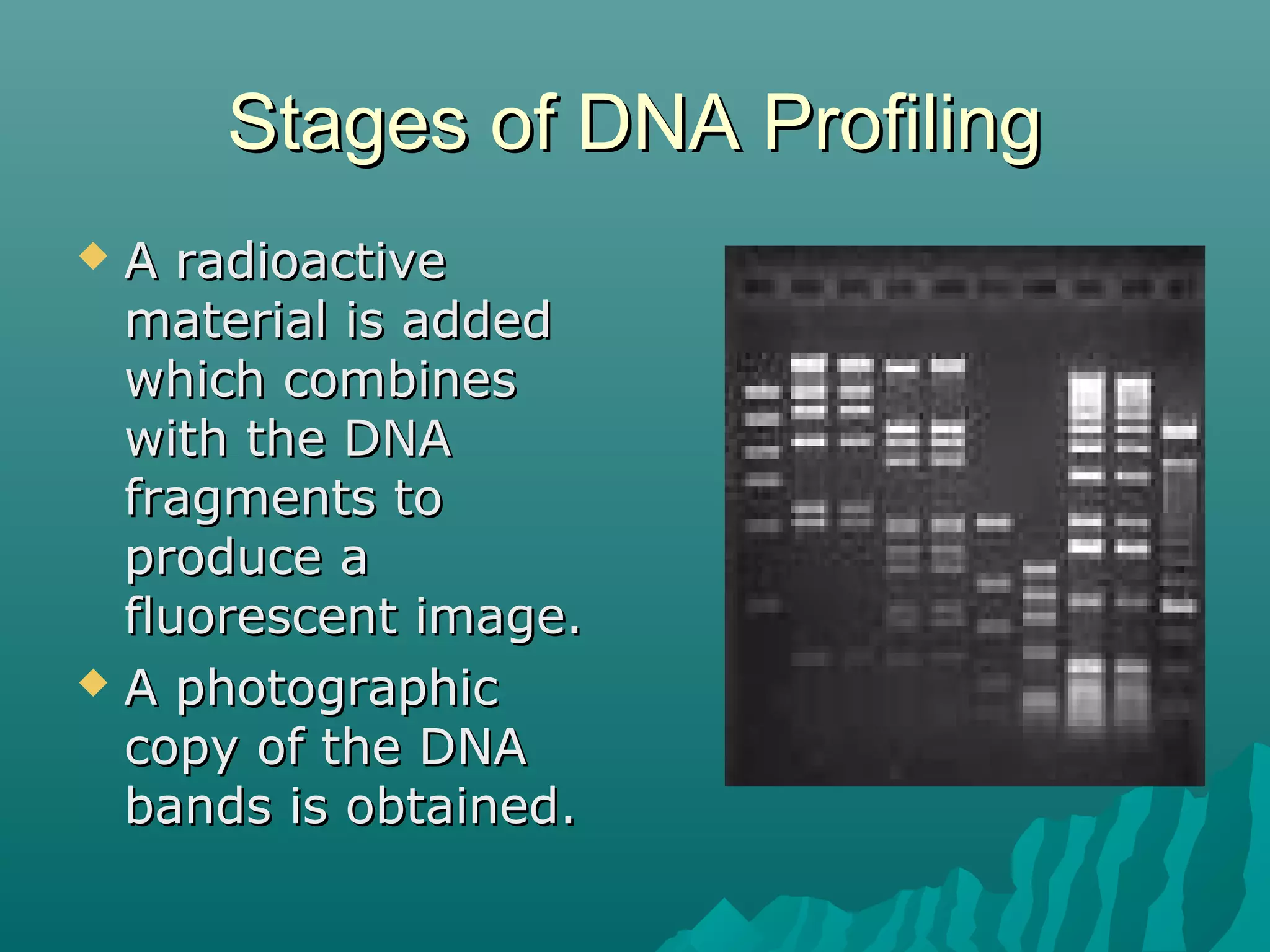 Dna fingerprinting powerpoint | PPT