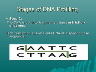 Dna fingerprinting powerpoint | PPT