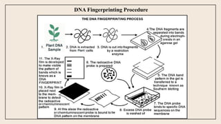 DNA Fingerprinting techniques in identification of drugs of Natural ...