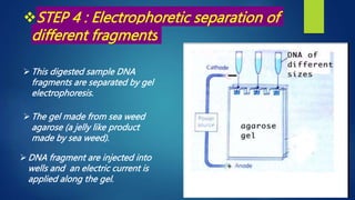 DNA FINGERPRINT (new).pptx