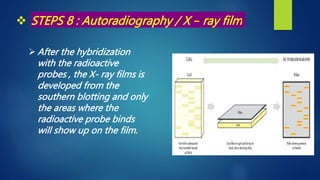 DNA FINGERPRINT (new).pptx