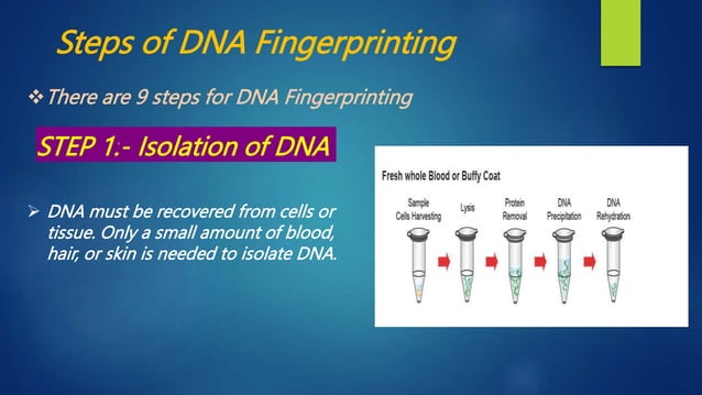 DNA FINGERPRINT (new).pptx