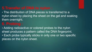 DNA fingerprinting | PPTX
