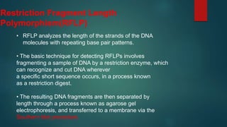 DNA fingerprinting | PPTX