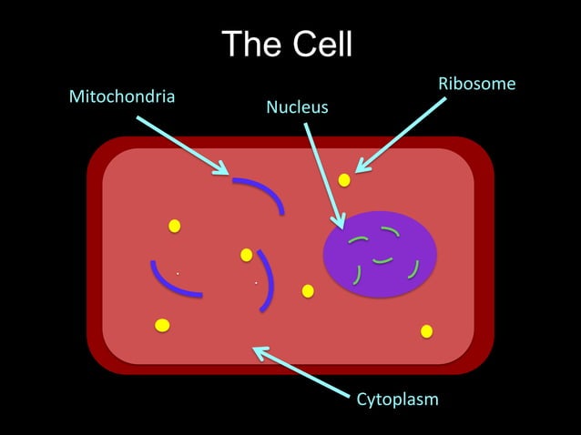Dna flip book project | PPT