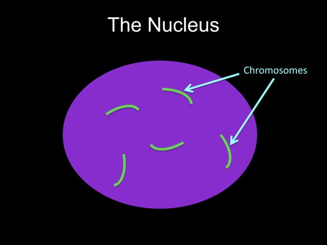 Dna flip book project | PPT