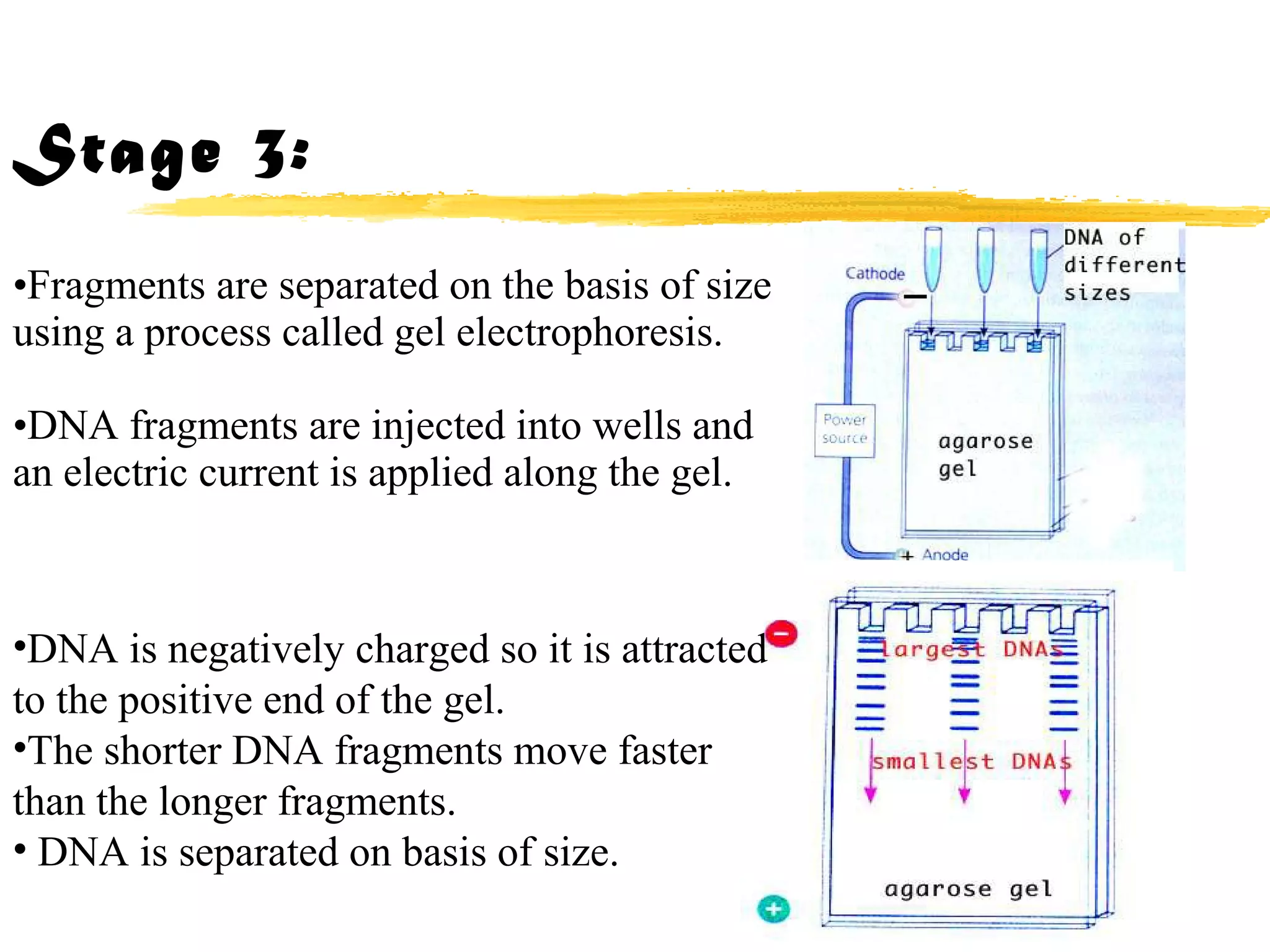 Dna Fingerprinting | PPT