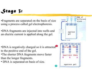 Process Of Dna Fingerprinting Gel Electrophoresis