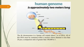 DNA FOLDING.pptx Negar Tehrani ........... | PPT