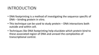 Dna footprinting | PPTX