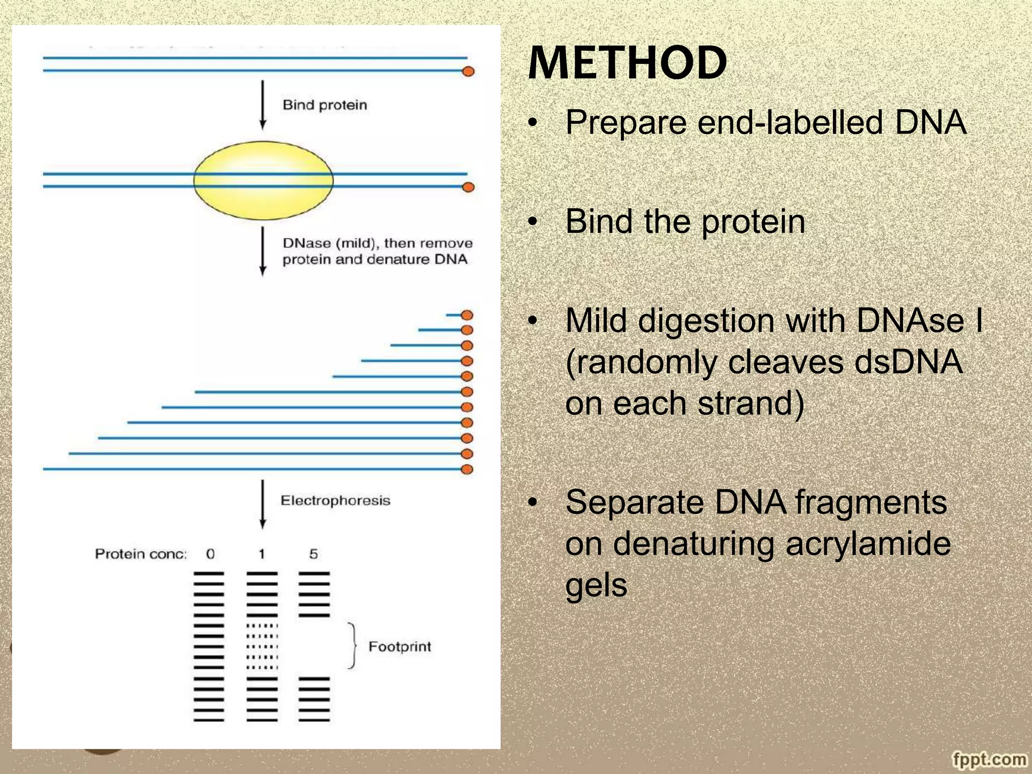 Dna Footprinting | PPT