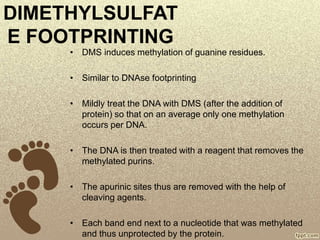 Dna Footprinting | PPT