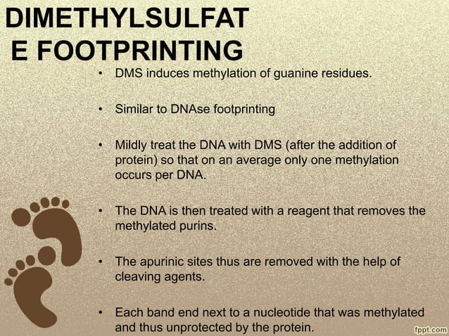 Dna Footprinting | PPT