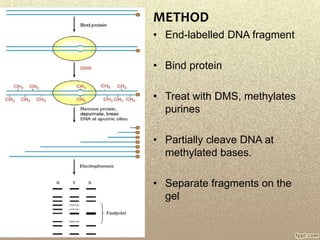 Dna Footprinting | PPT