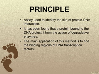 Dna Footprinting | PPT