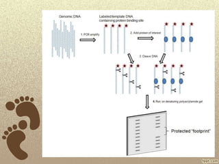 Dna Footprinting | PPT