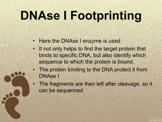 Dna Footprinting | PPT