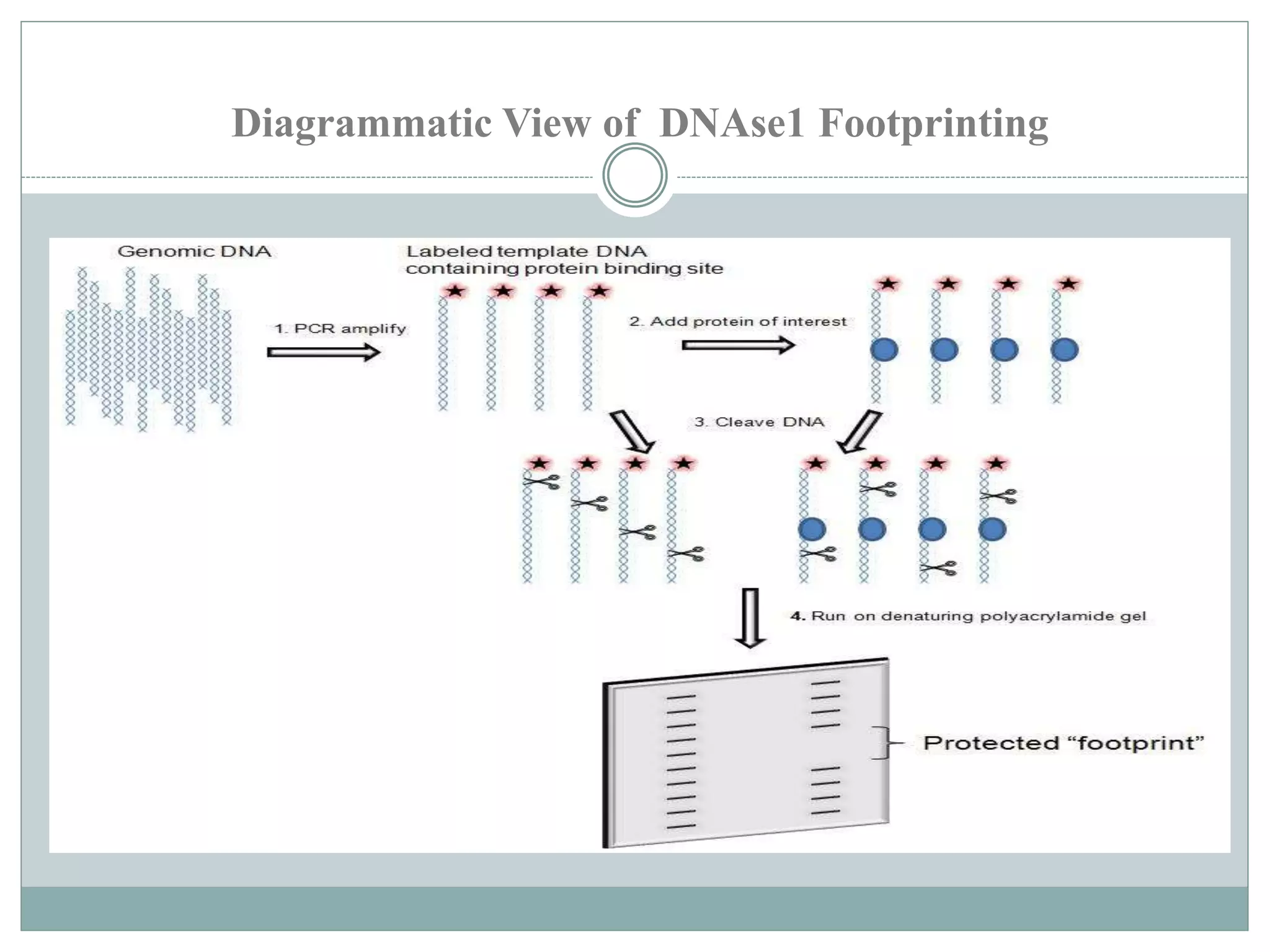 DNA FOOTPRINTING.pptx