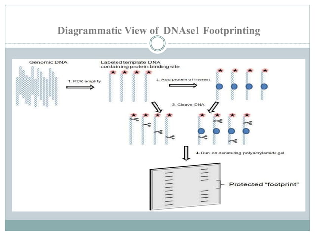 DNA FOOTPRINTING.pptx | Genetics | Science