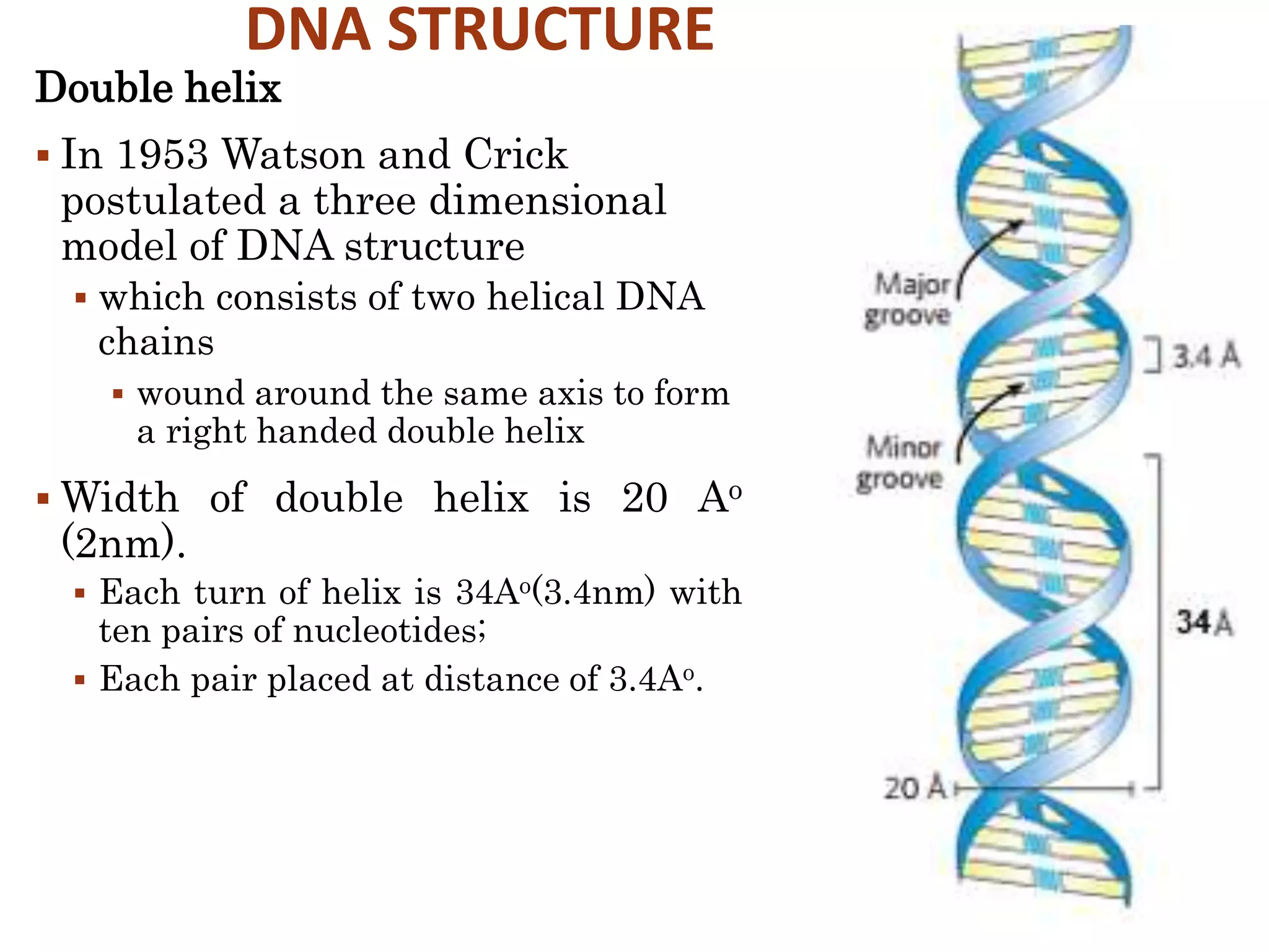 Deoxyribonucleic Acid (DNA) | PPTX