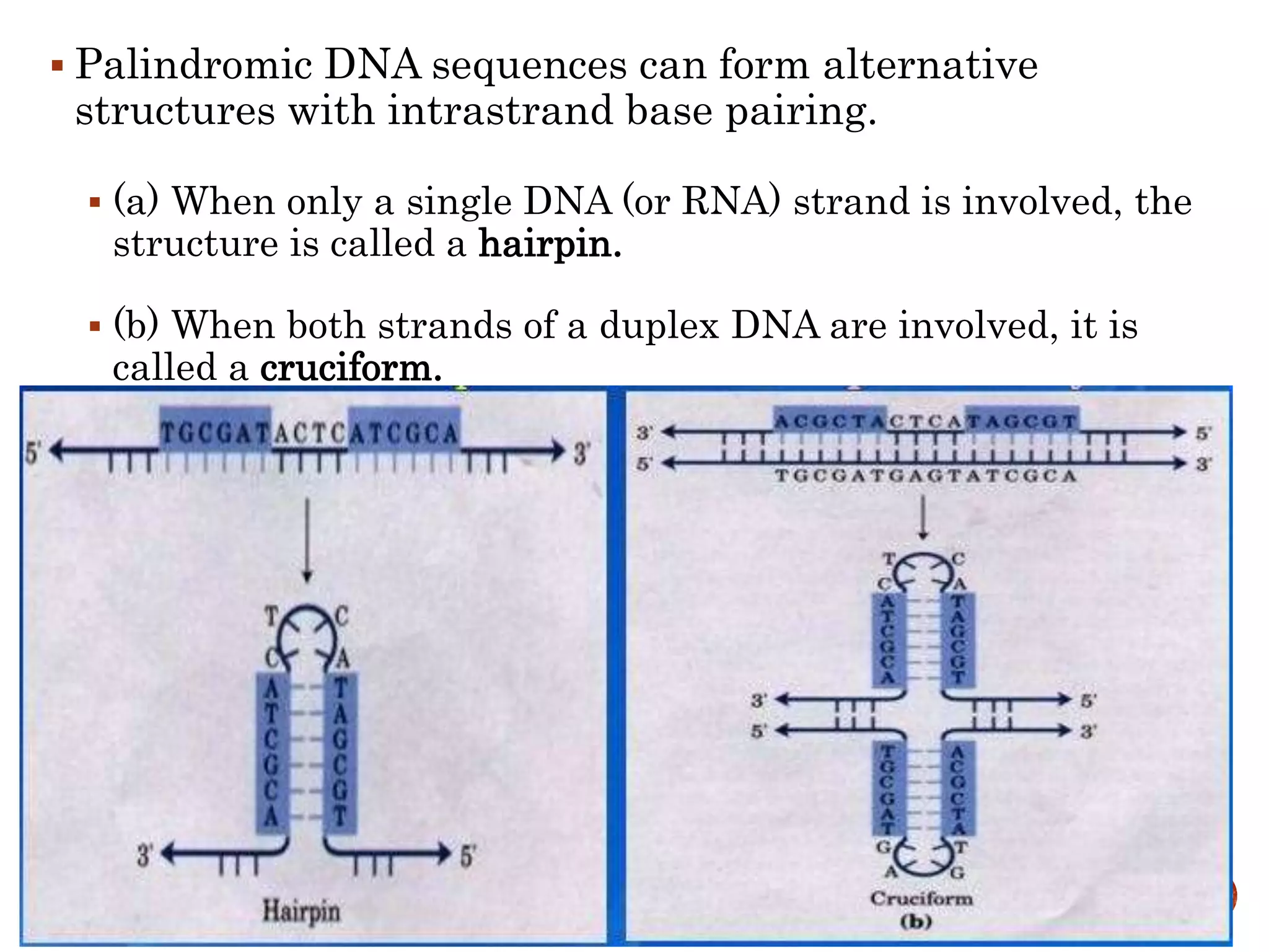 Deoxyribonucleic Acid (DNA) | PPTX
