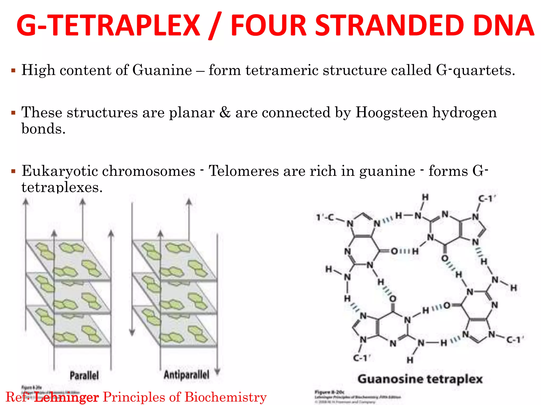 Deoxyribonucleic Acid (DNA) | PPTX