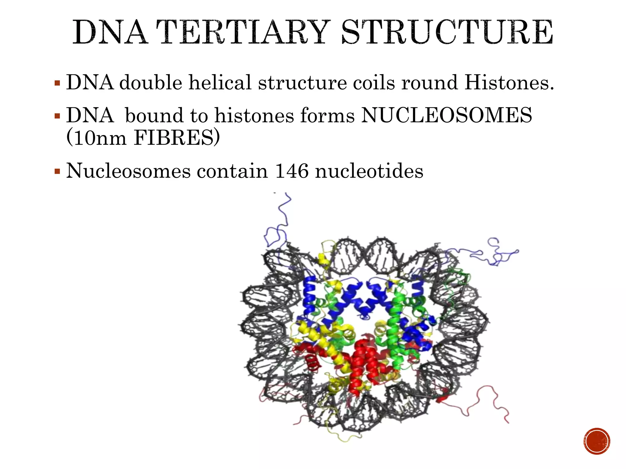 Deoxyribonucleic Acid (DNA) | PPTX