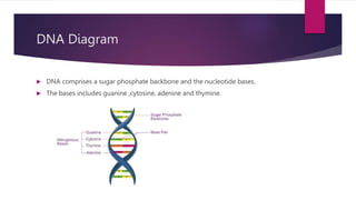 DNA forms and Structures 0723bh-e-zoo-20.pptx