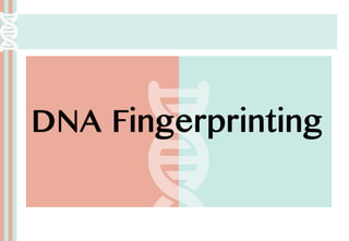DNA finger printing is a molecular technique | PPTX