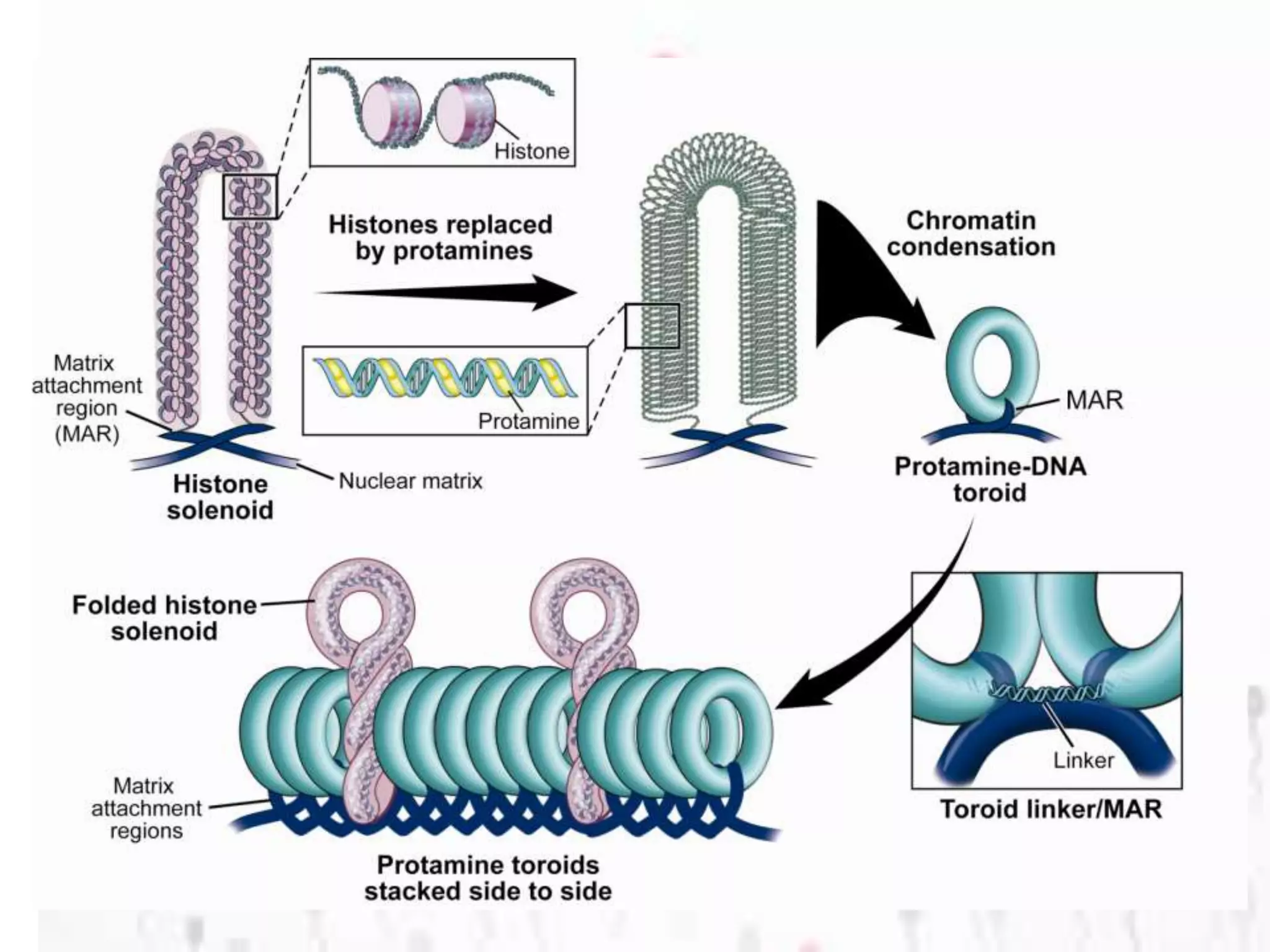 Sperm DNA fragmentation | PPTX