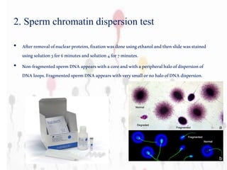Sperm DNA fragmentation | PPTX