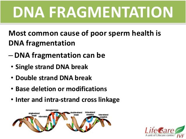 Dna fragmentation.Life care centre ,IVF ICSI