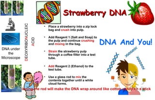 Dna From Strawberries | PPT