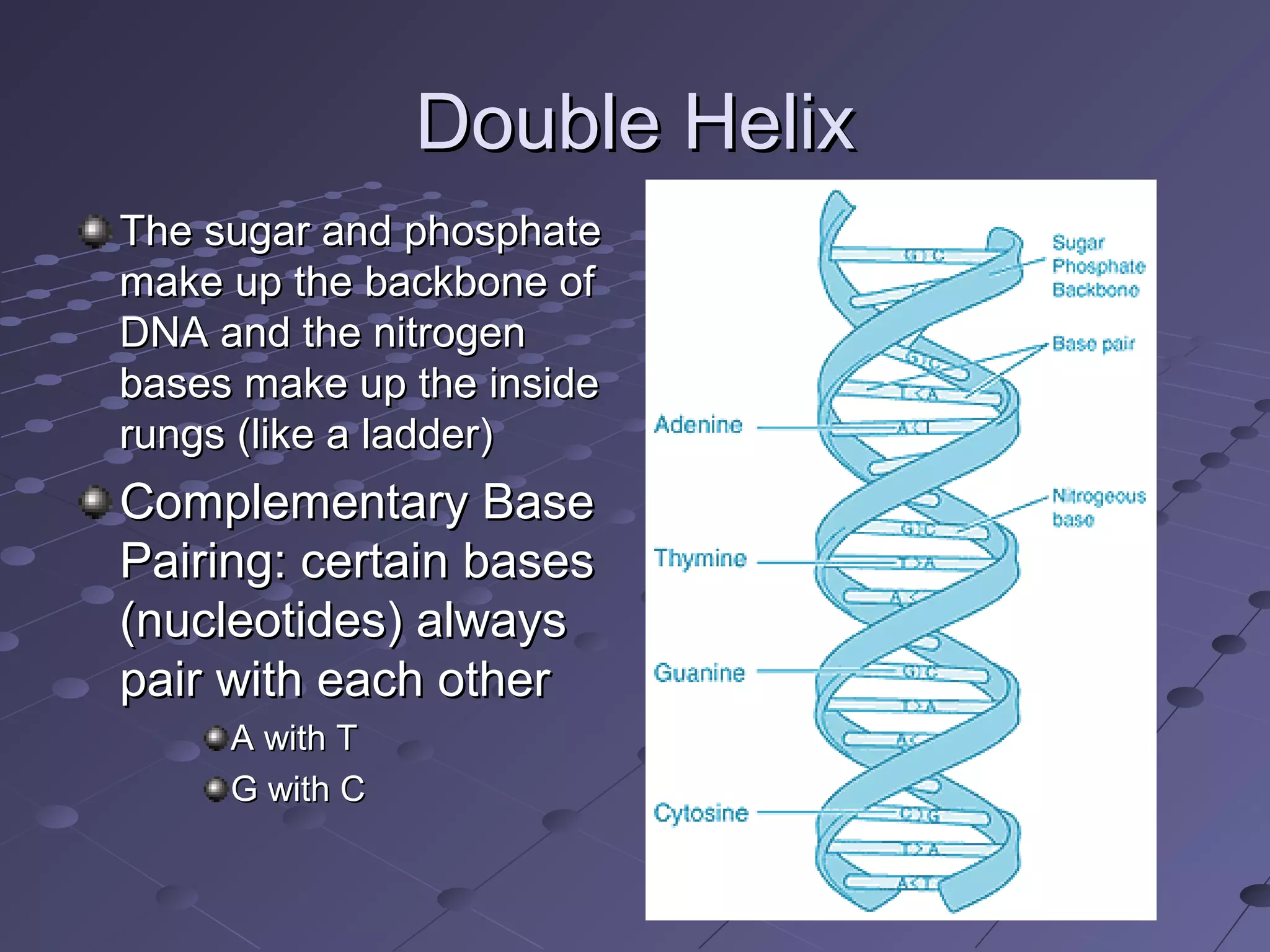 DNA Function and Structure Notes | PPT