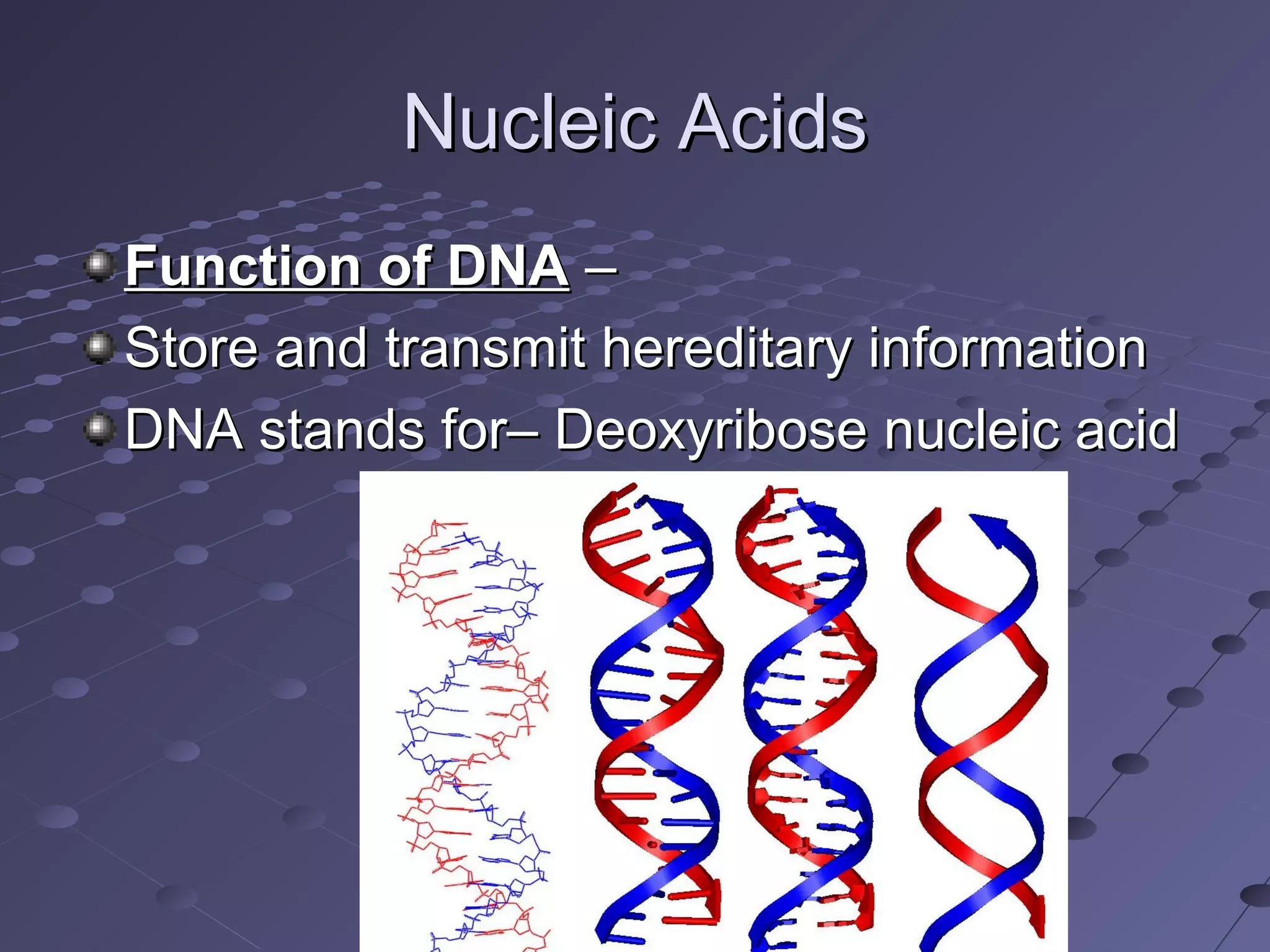 DNA Function and Structure Notes | PPT