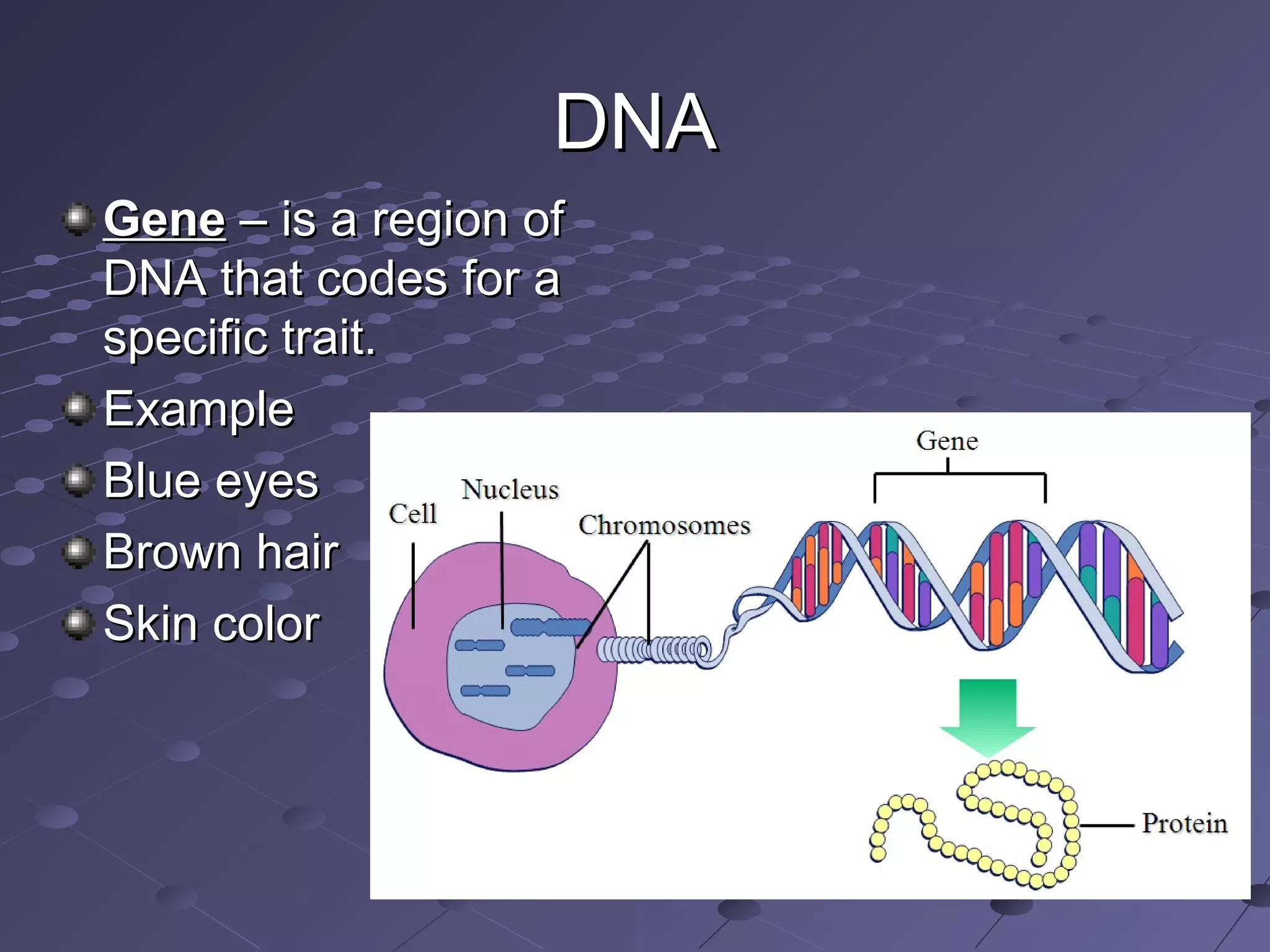 DNA Function and Structure Notes | PPT