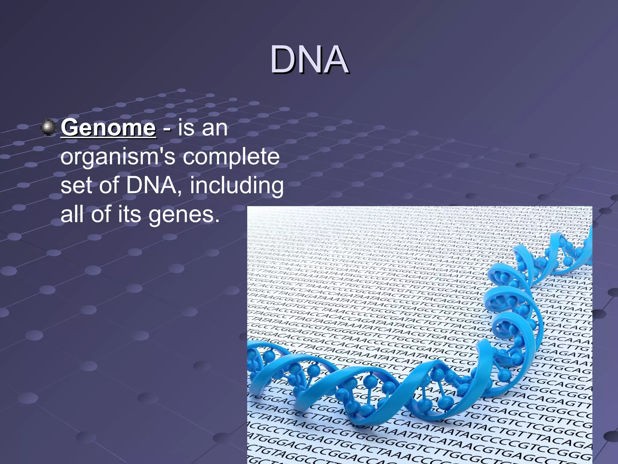 DNA Function and Structure Notes | PPT
